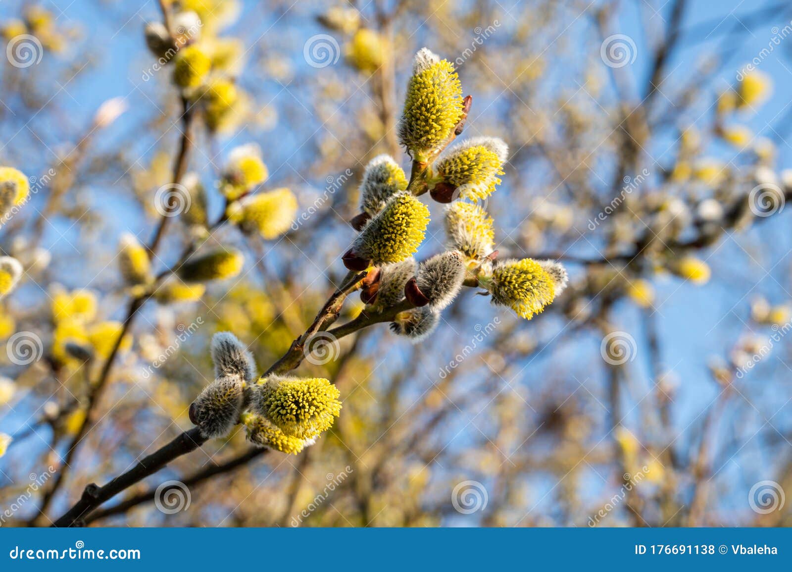 Poplar flowering catkins stock photo. Image of closeup - 176691138