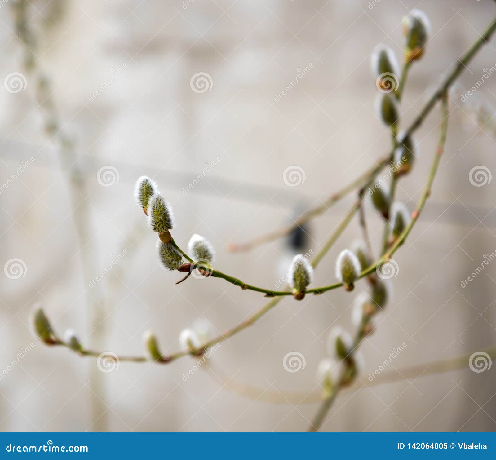 Poplar Flowering Catkins in Spring Stock Image - Image of inflorescence ...
