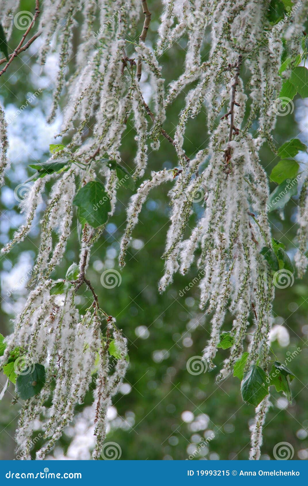 Poplar Seed Fluff Gathers On Concrete Stairs Stock Photography ...