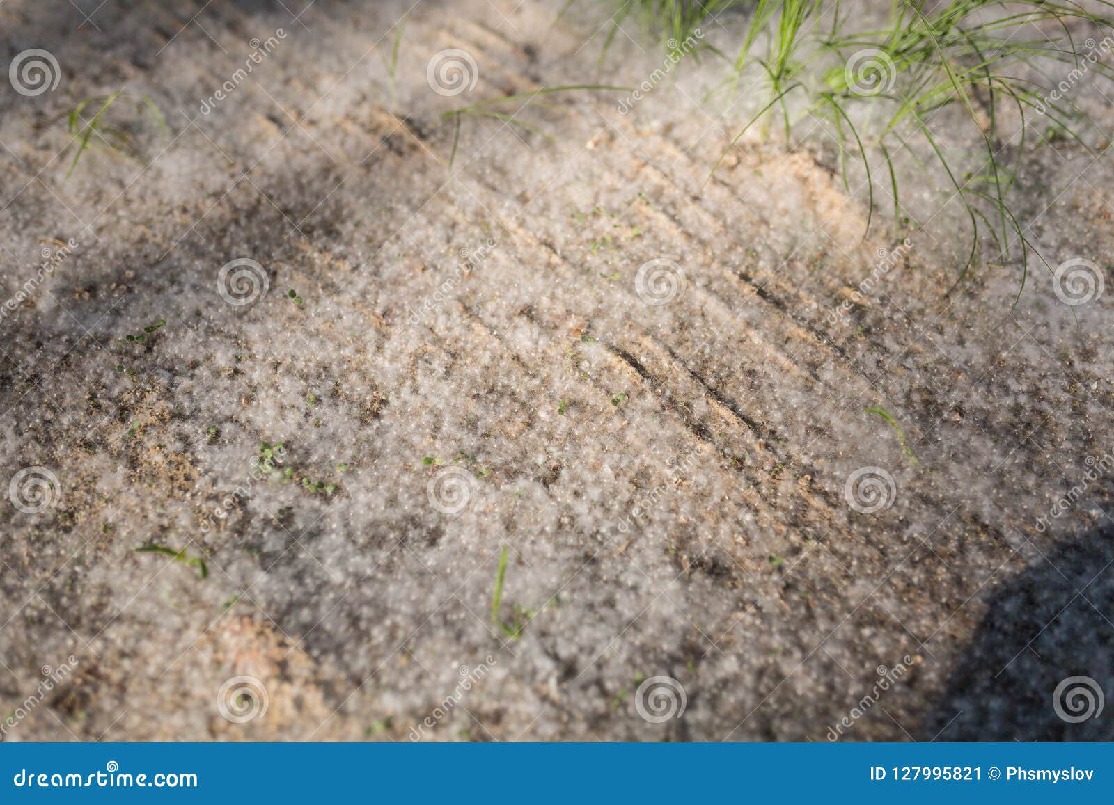Poplar Fluff on the Branch Closeup Stock Image - Image of forest ...