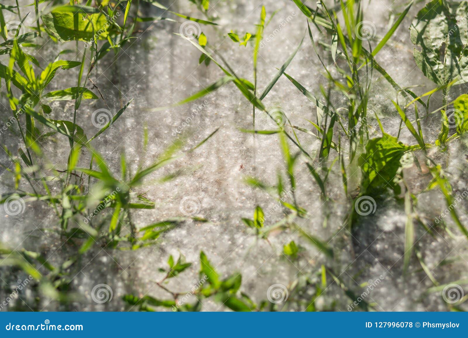 Poplar Fluff on the Branch Closeup Stock Photo - Image of fluffy, city ...
