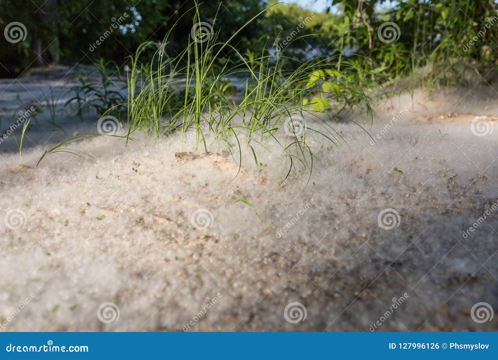 Poplar Fluff on the Branch Closeup Stock Photo - Image of healthy ...