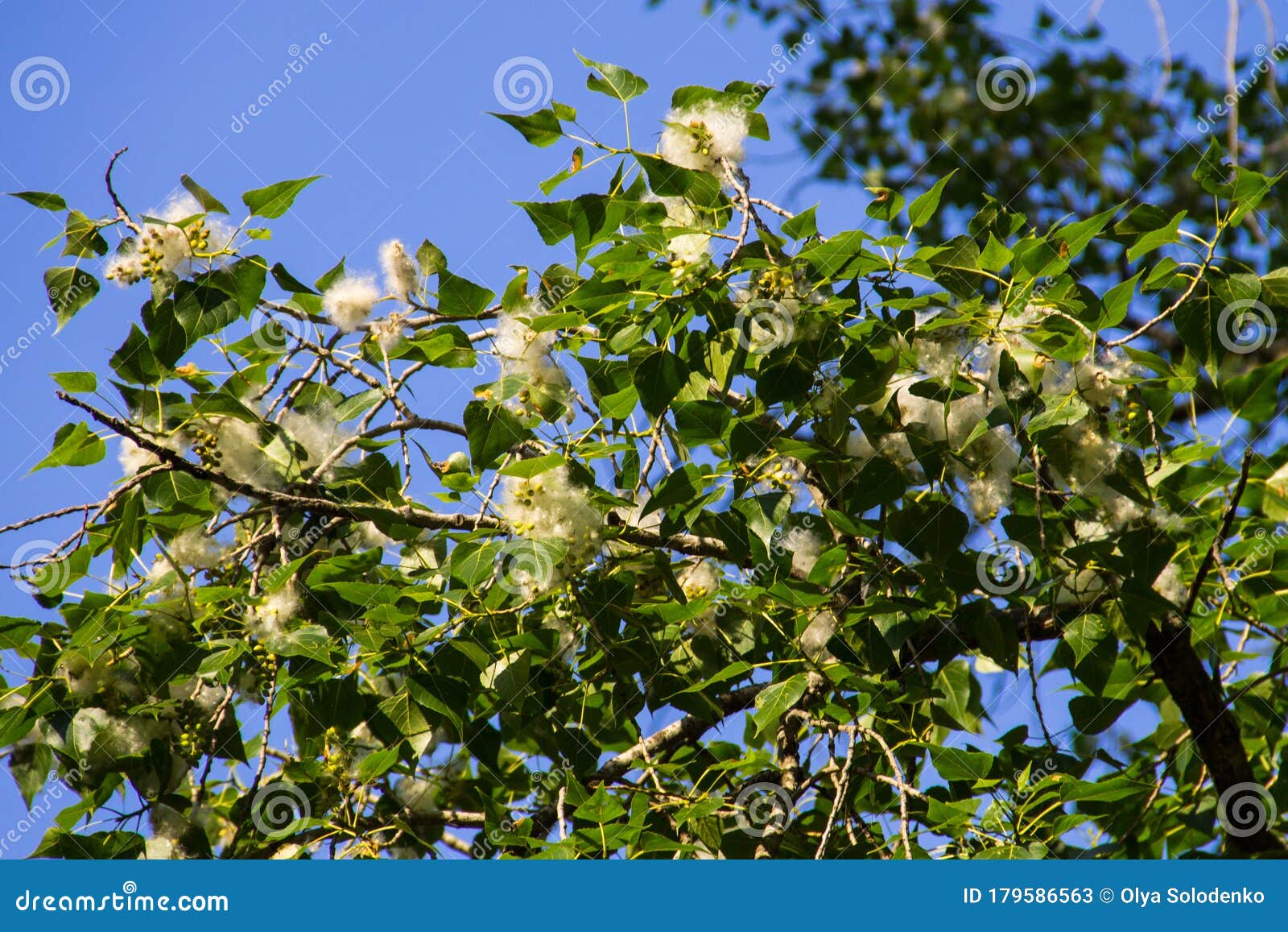 Poplar Fluff on Branch Closeup. Poplar Fluff Causes Allergy Stock Image ...