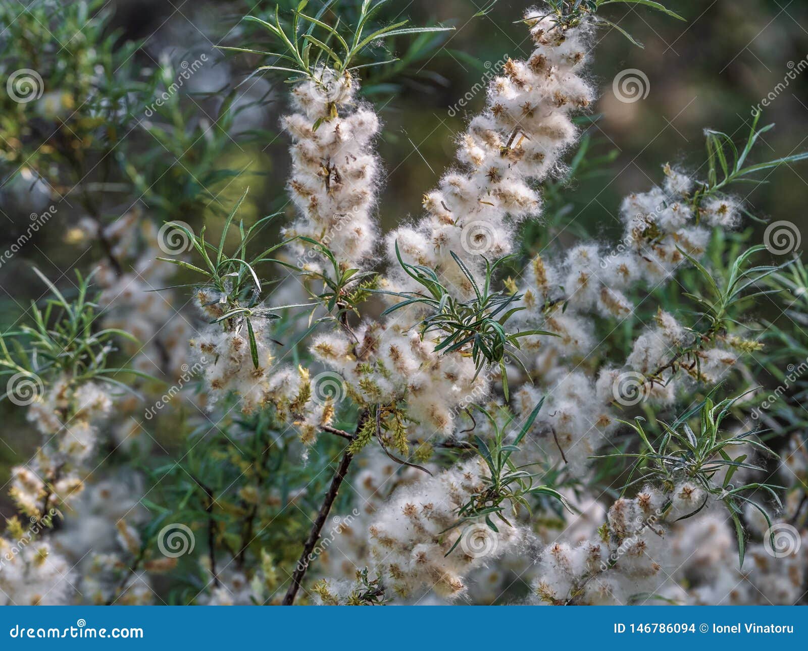 Poplar Fluff on the Branches of a Plant in the Spring Forest Stock ...