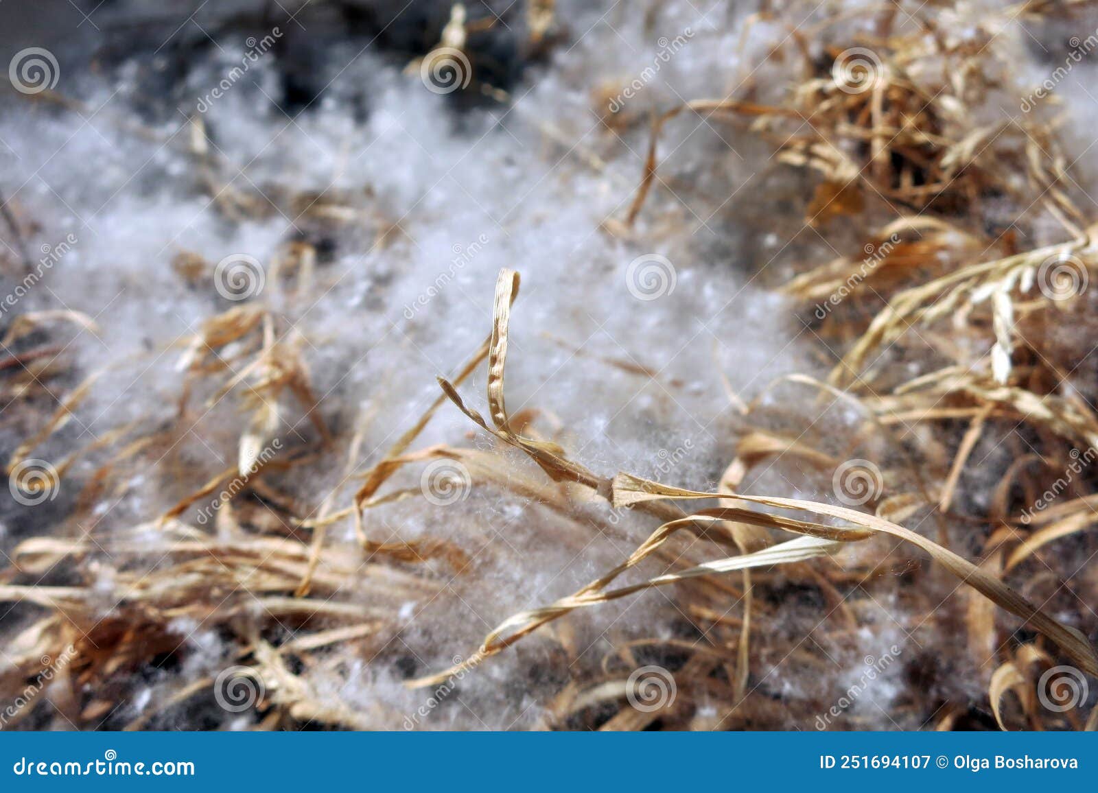 Poplar fluff on grass stock image. Image of fluff, soft - 251694107