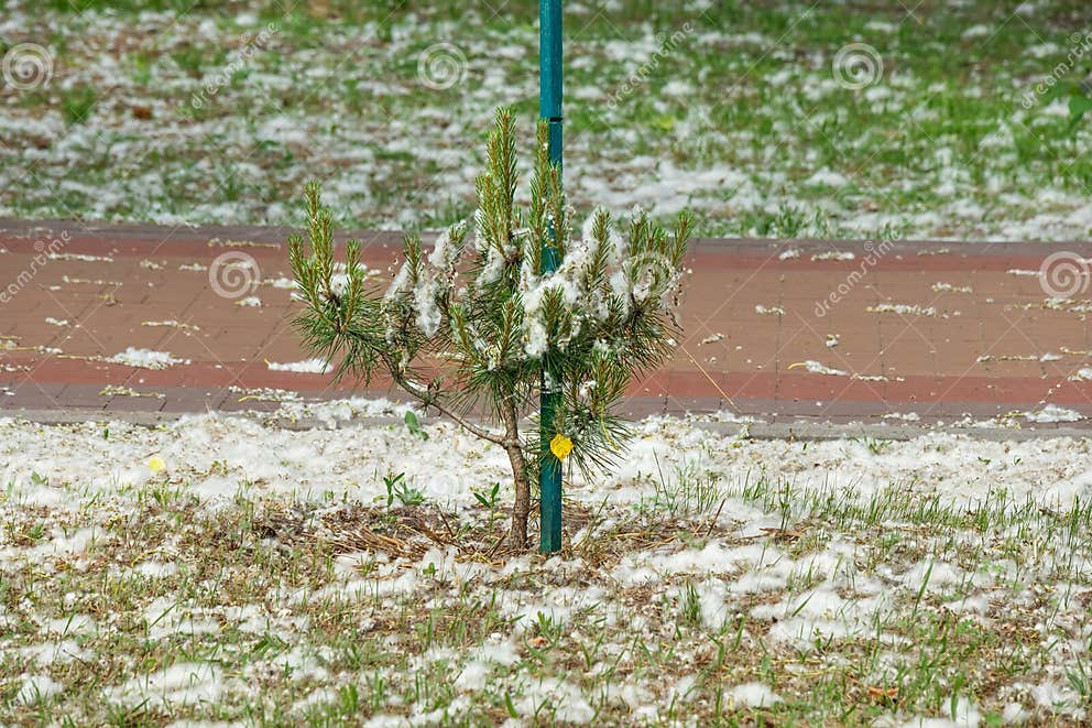 Poplar Fluff Fell on the Lawn and a Small Tree is a Problem in the City ...