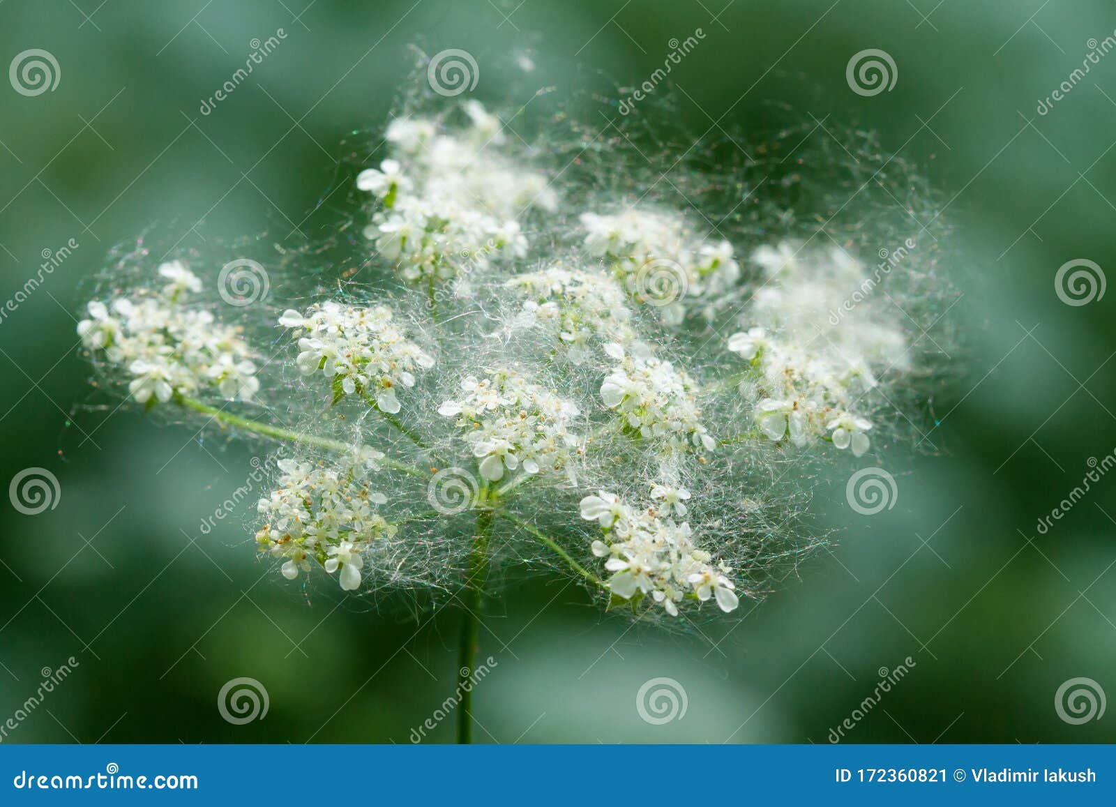 Poplar fluff on a flower stock image. Image of health - 172360821