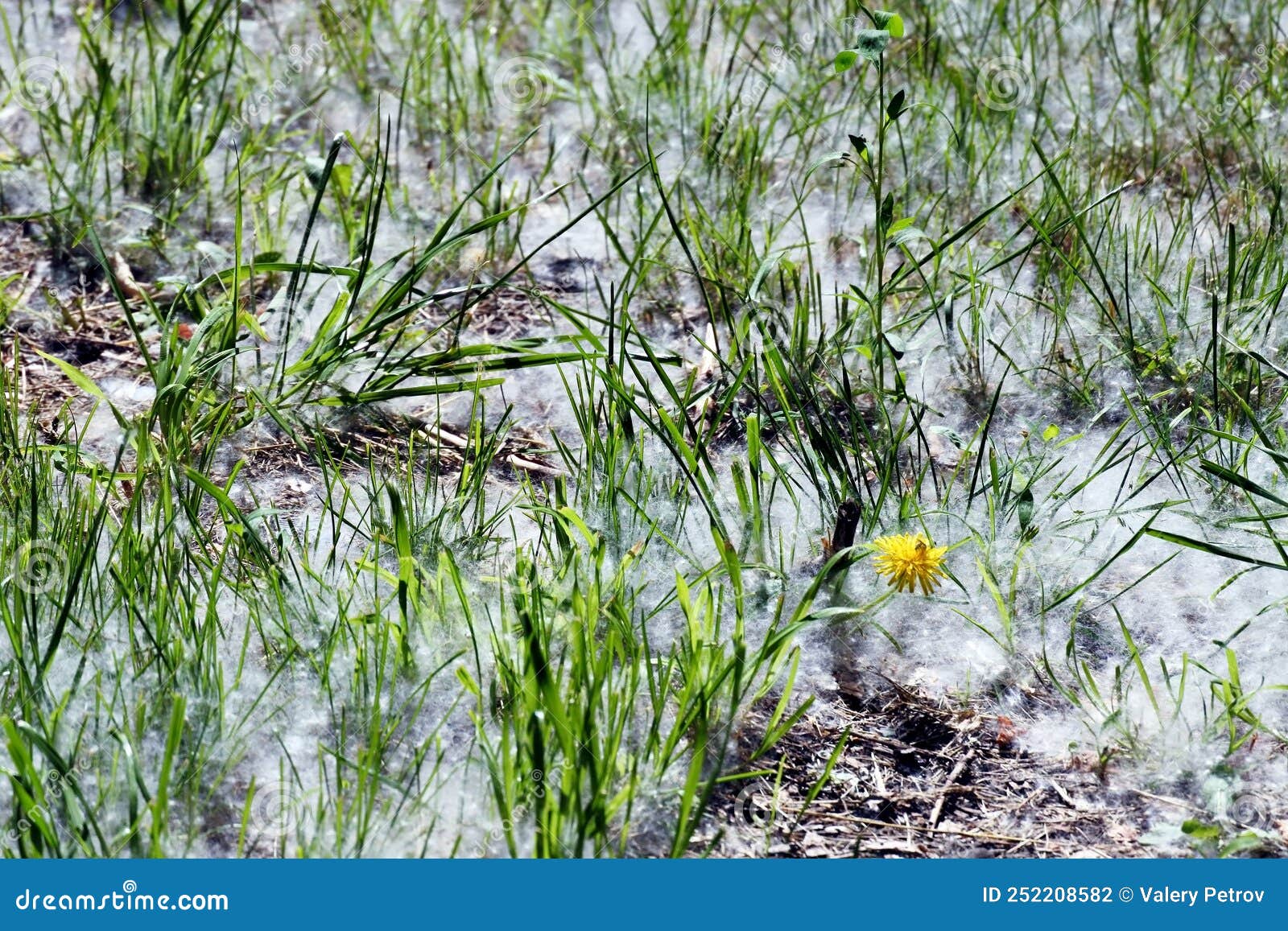 Poplar Fluff on the Grass and in the Air Stock Photo - Image of bloom ...