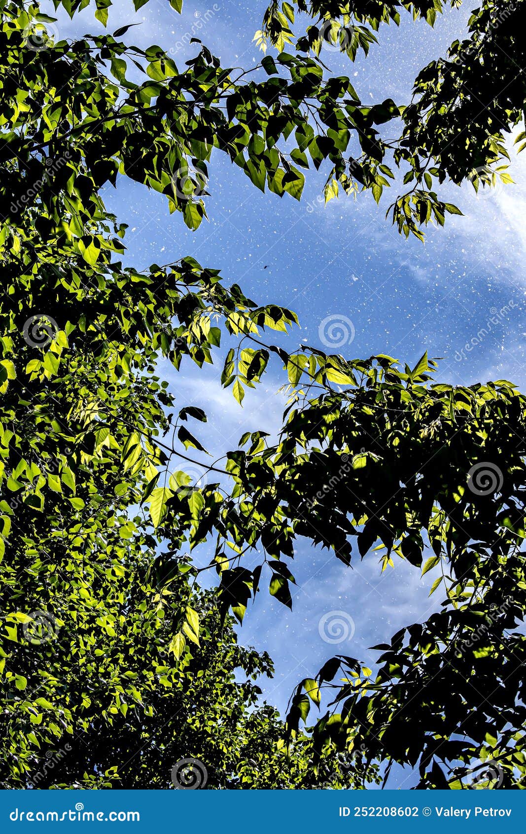 Poplar Fluff on the Grass and in the Air Stock Photo - Image of ...