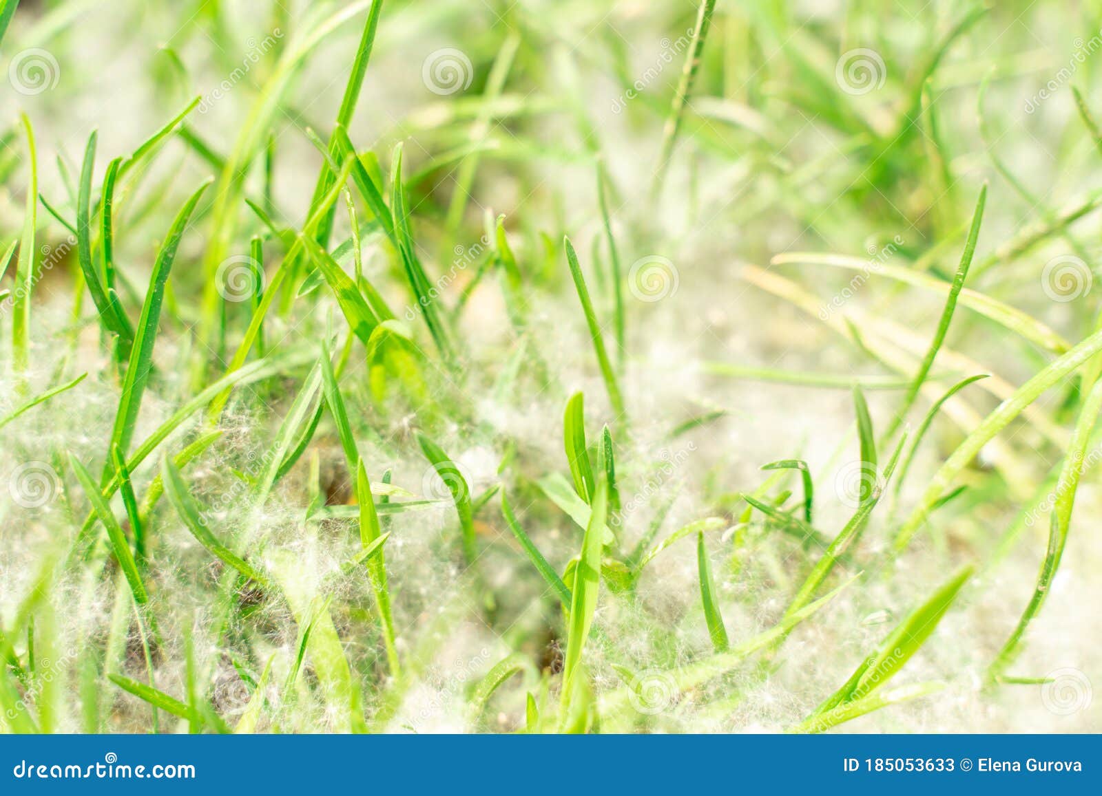 Poplar Fluff on Green Grass Stock Image - Image of cottonwood ...