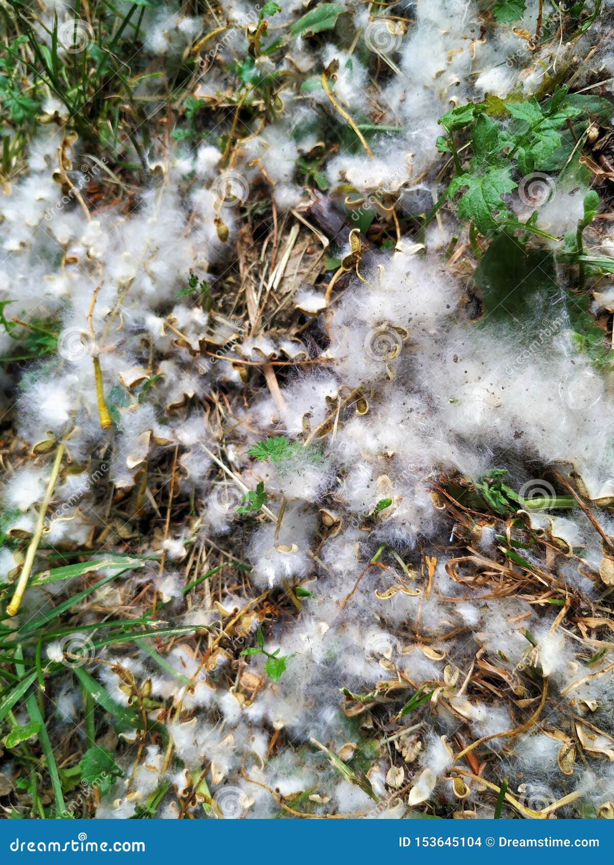 Poplar Fluff on the Green Grass, on the Ground. White, Fluffy, Light ...