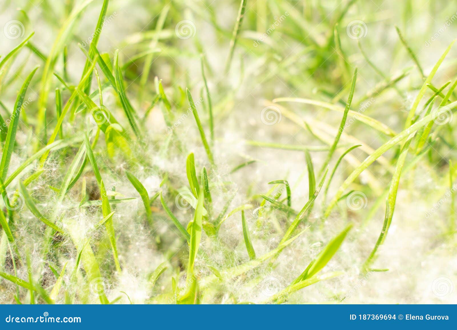 Poplar Fluff on Green Grass Stock Photo - Image of biology, cotton ...
