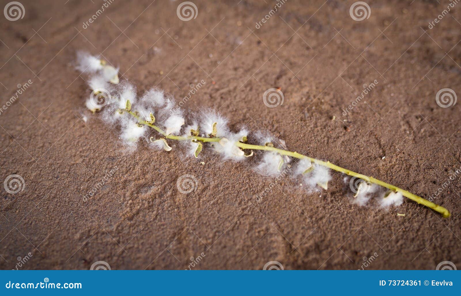 Poplar fluff. stock image. Image of allergens, allergic - 73724361