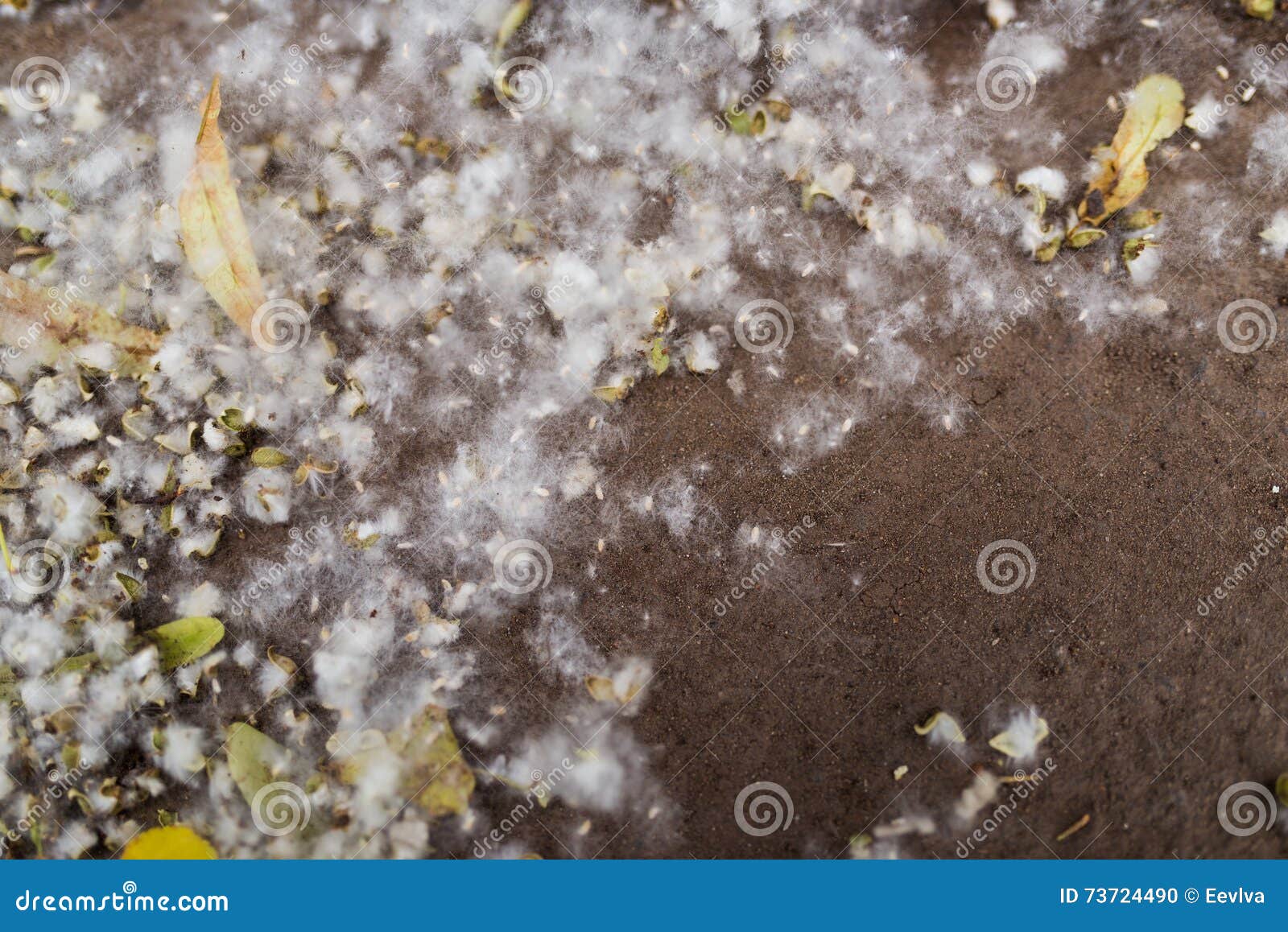 Poplar fluff. stock photo. Image of ground, detail, nature - 73724490