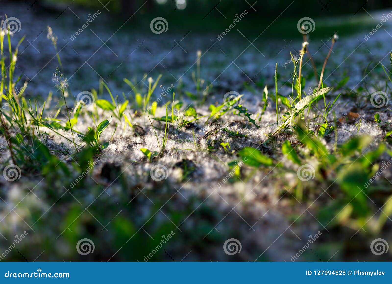 Poplar Fluff Lies on the Ground in the Forest, Grass Sprouts at Sunset ...