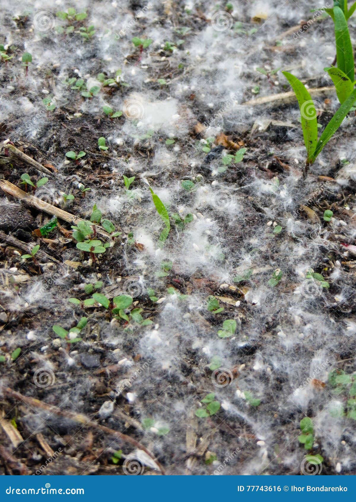 Poplar fluff in a park stock photo. Image of cotton, park - 77743616