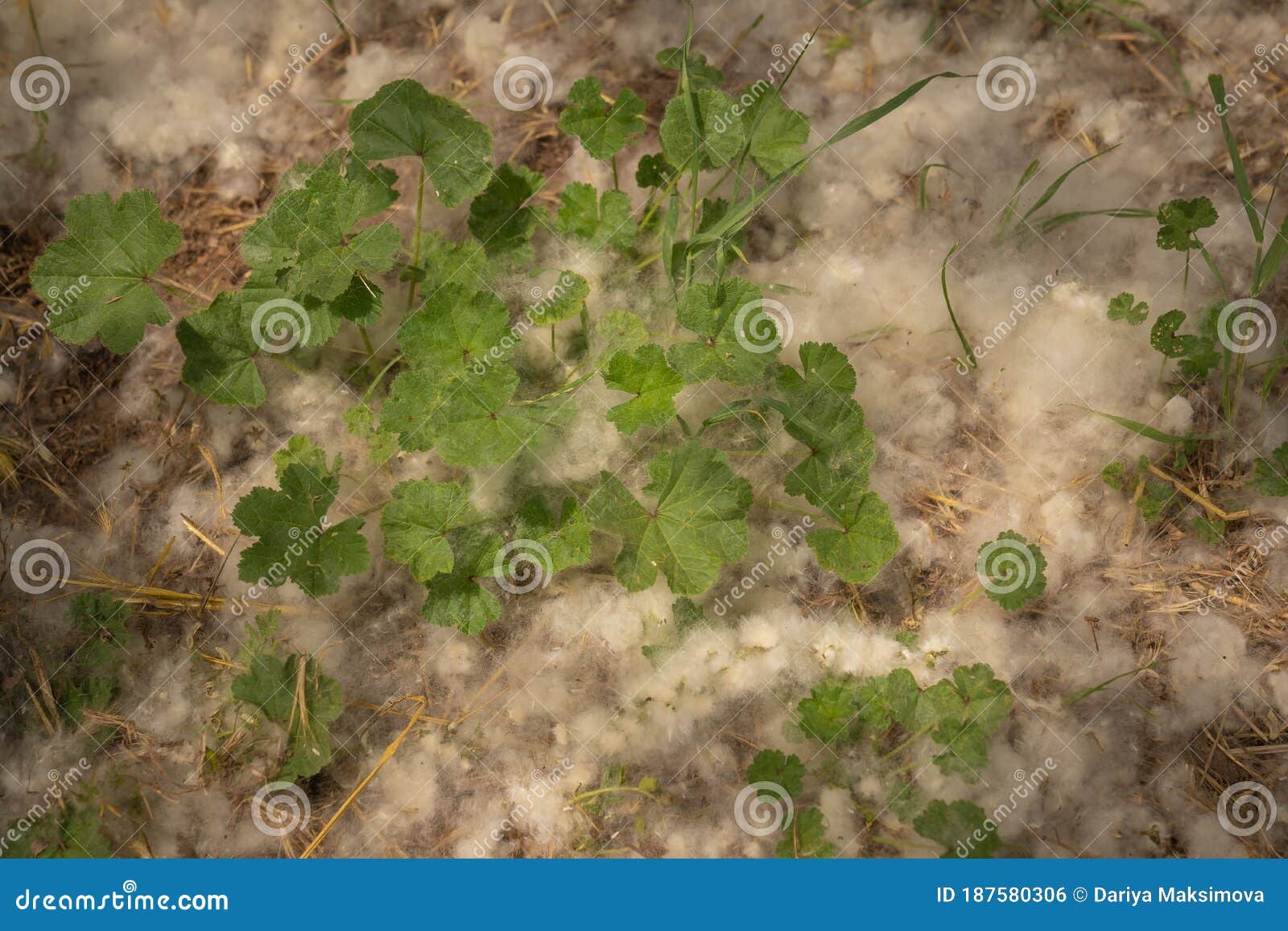 Poplar Fluff in the Parks of Rome, Italy Stock Photo - Image of ...