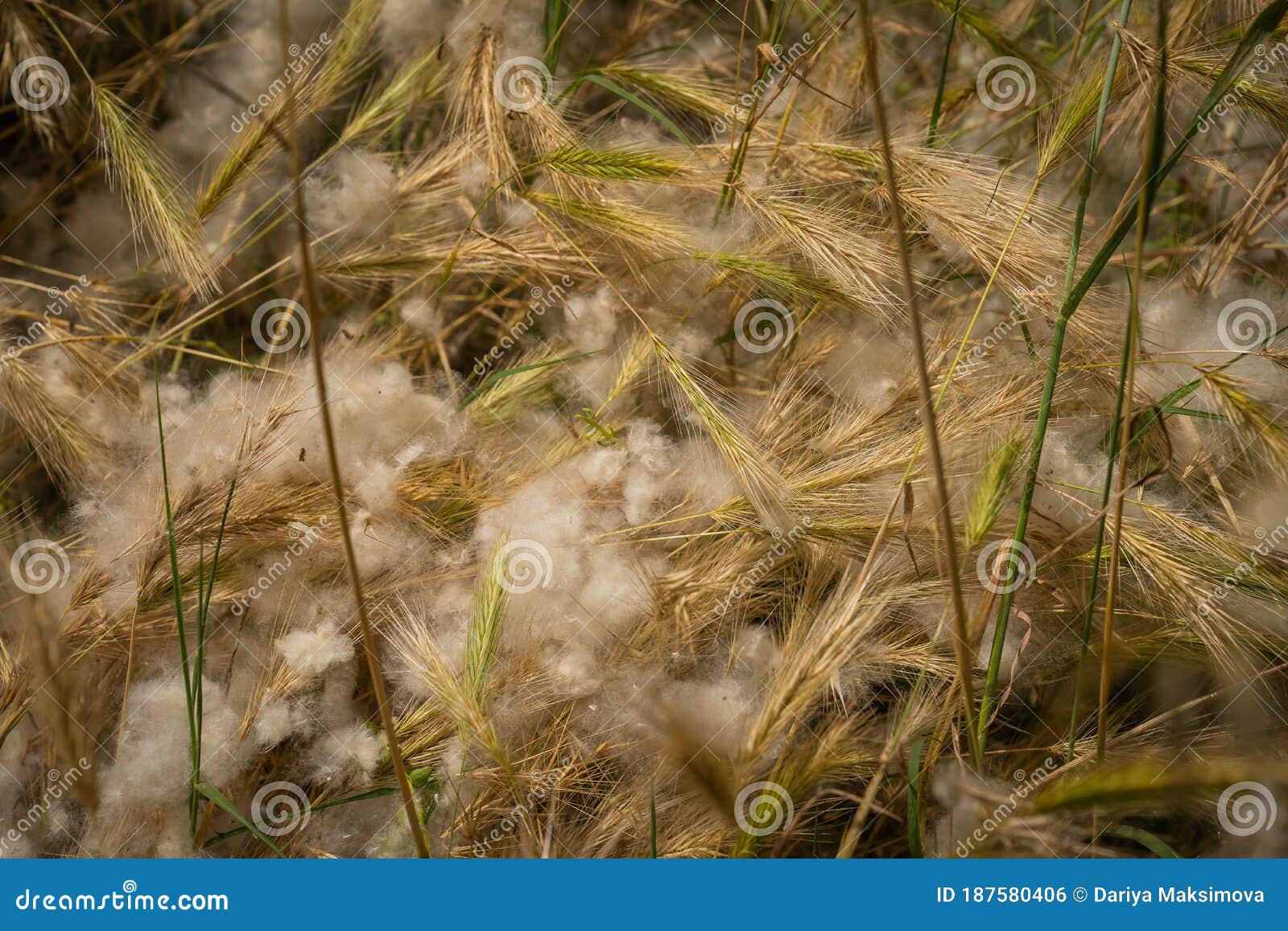Poplar Fluff in the Parks of Rome, Italy Stock Photo - Image of europe ...