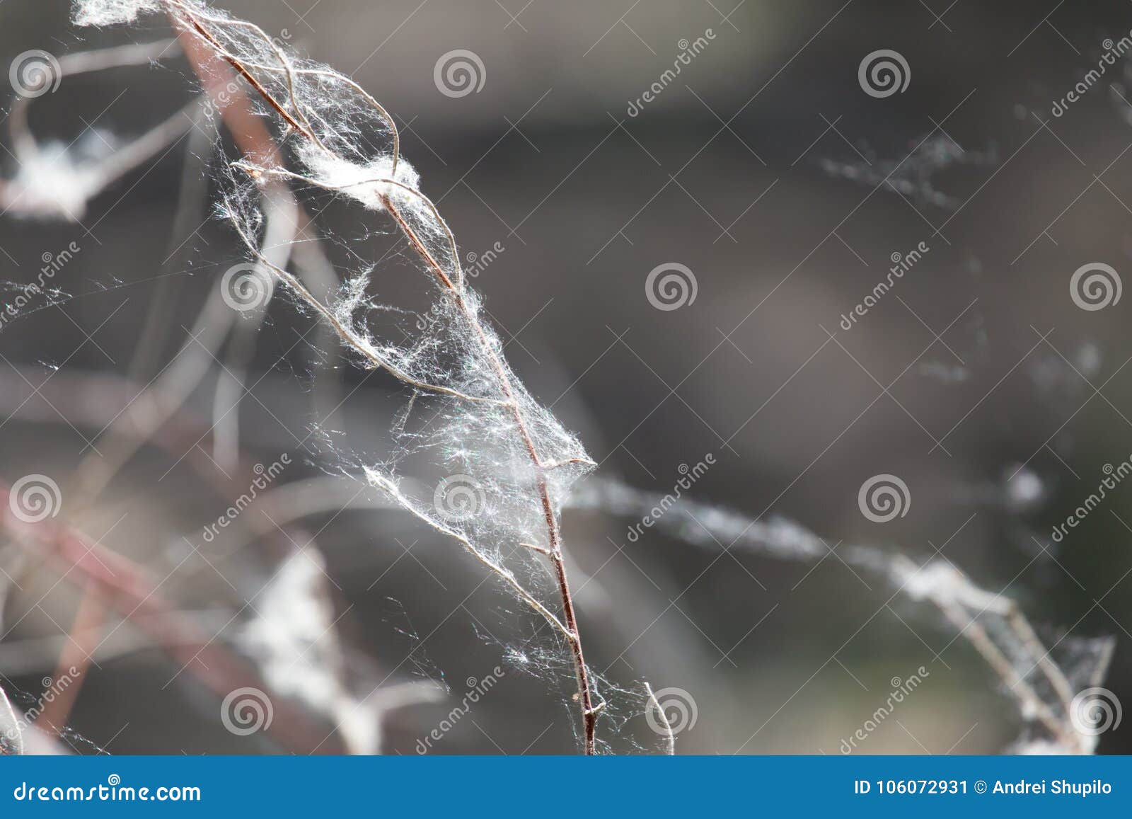 Poplar fluff stock image. Image of plant, tufts, ecology - 106072931