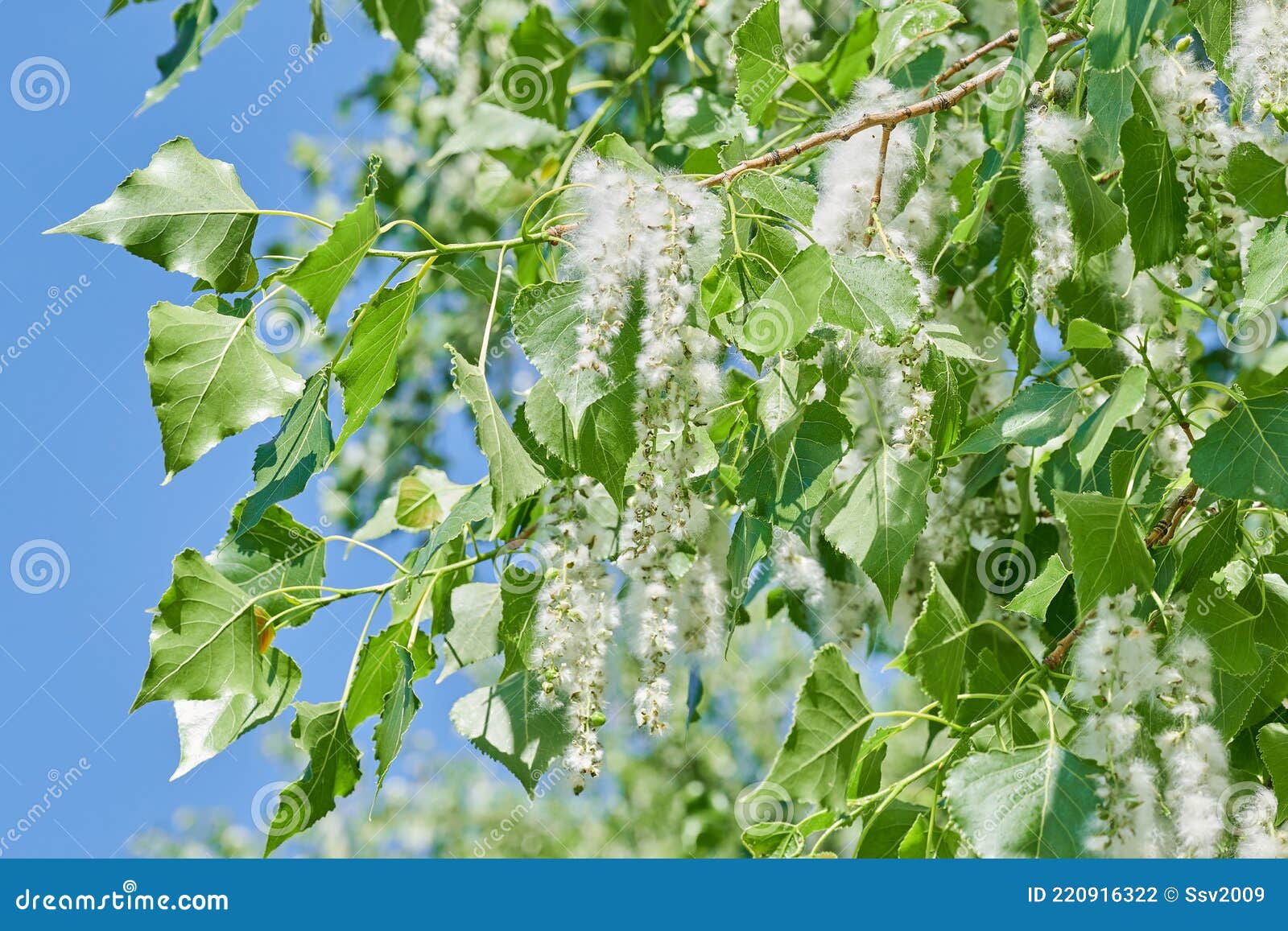 Poplar Fluff Seeds on the Branches and Leaves of a Tree at Blue Sky ...