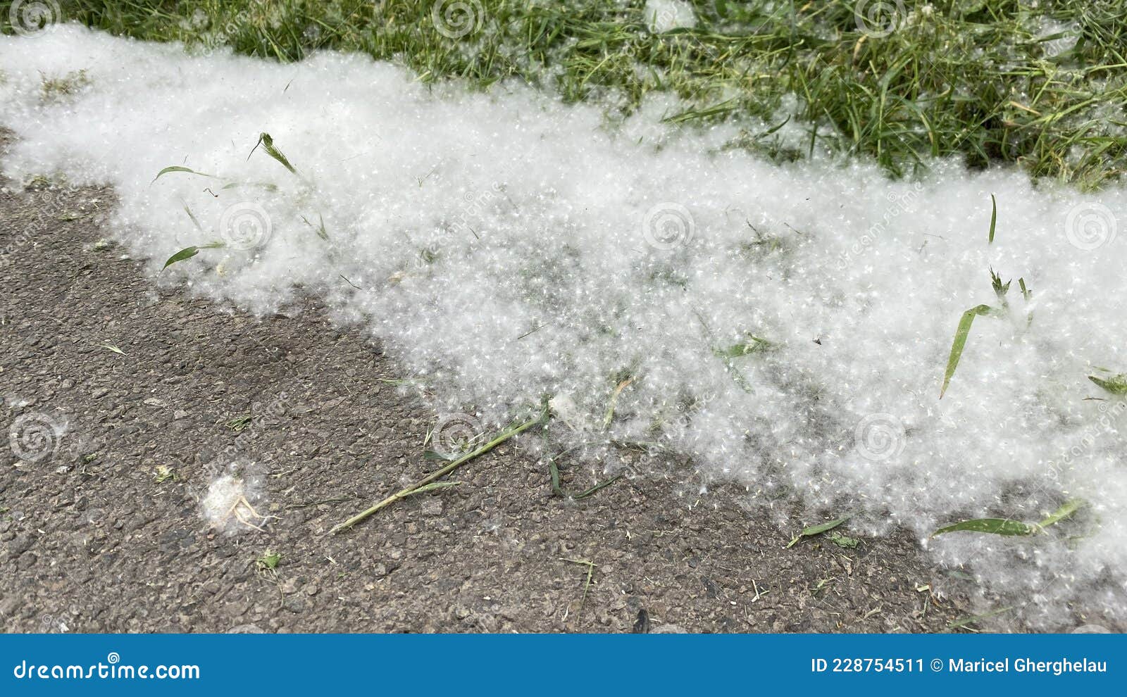 Poplar fluff stock image. Image of plant, asphalt, wildlife - 228754511