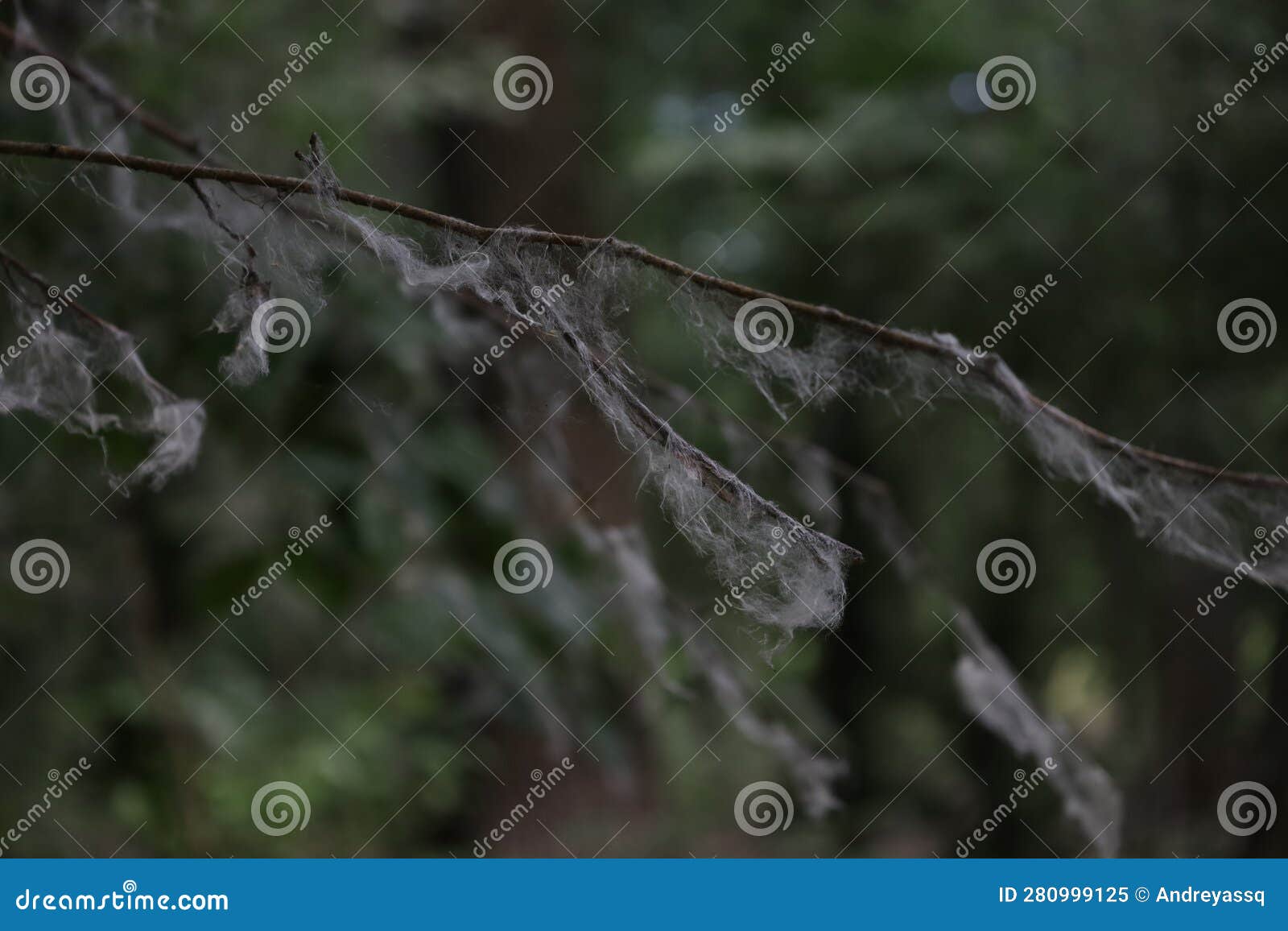 Summer Forest Atmosphere with Poplar Fluff Stock Image - Image of ...