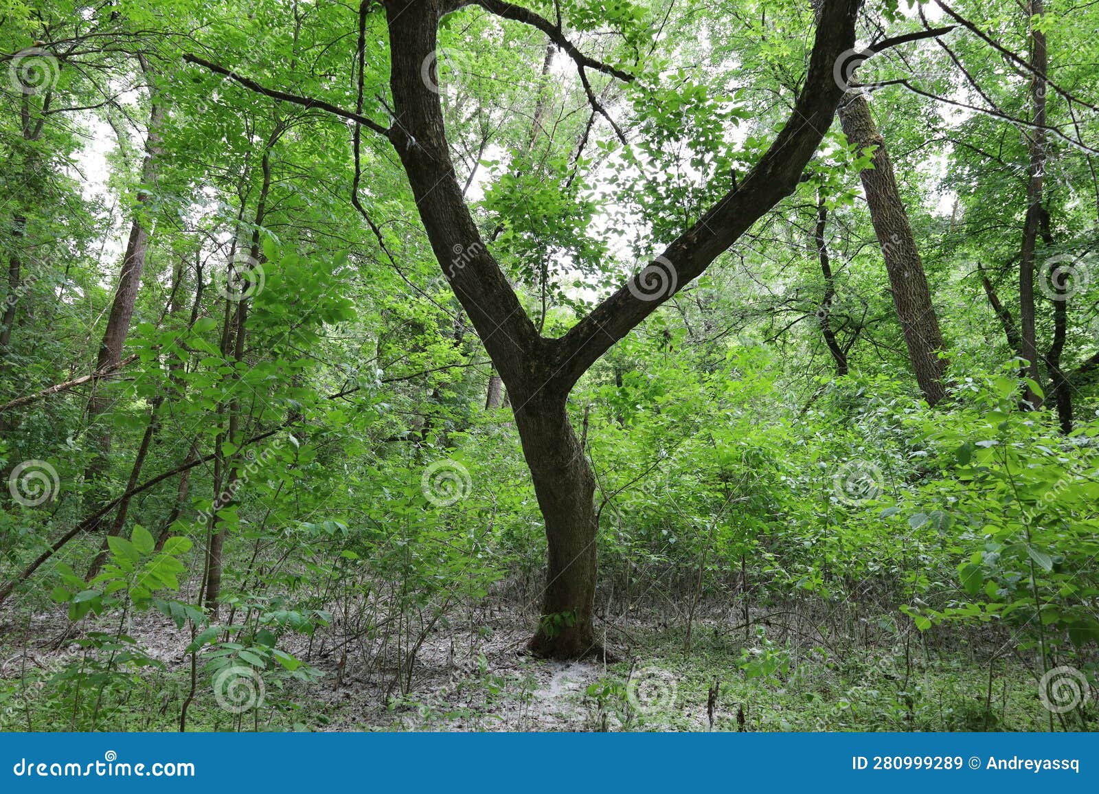 Summer Forest Atmosphere with Poplar Fluff Stock Image - Image of tree ...