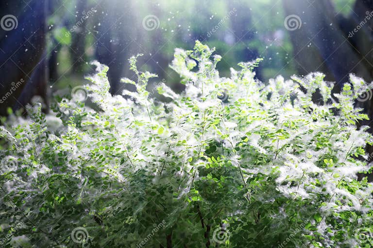 Poplar Fluff. Summer Starts with a Poplar Fluff. Magic Image. Poplar ...