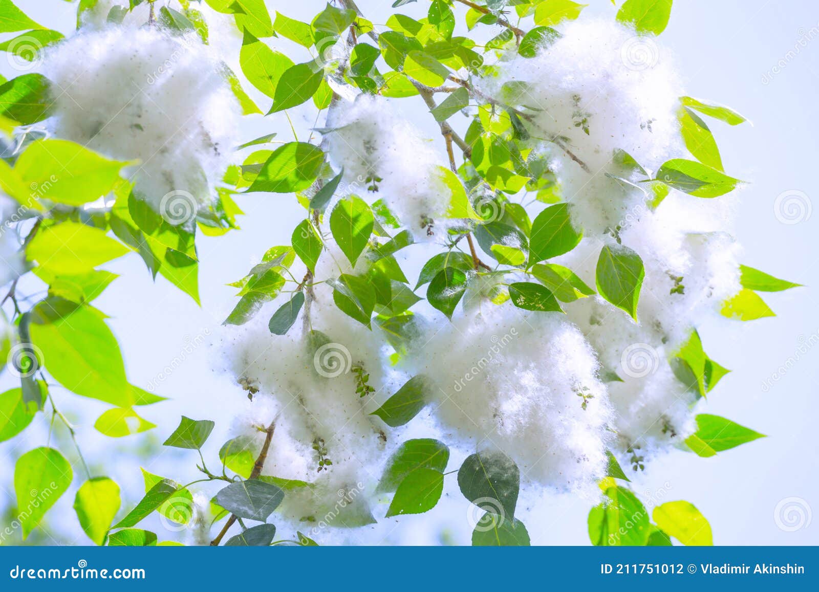 Poplar Fluff on a Tree Branch Against Stock Photo - Image of foliage ...