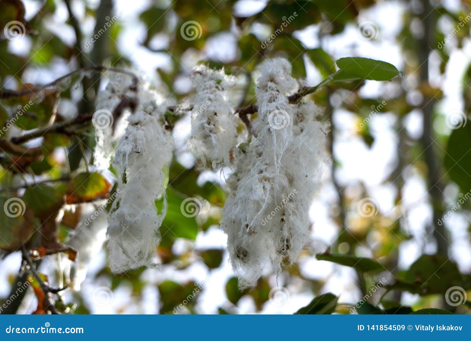 Poplar Fluff on a Tree Poplar Down Ecology Stock Illustration ...