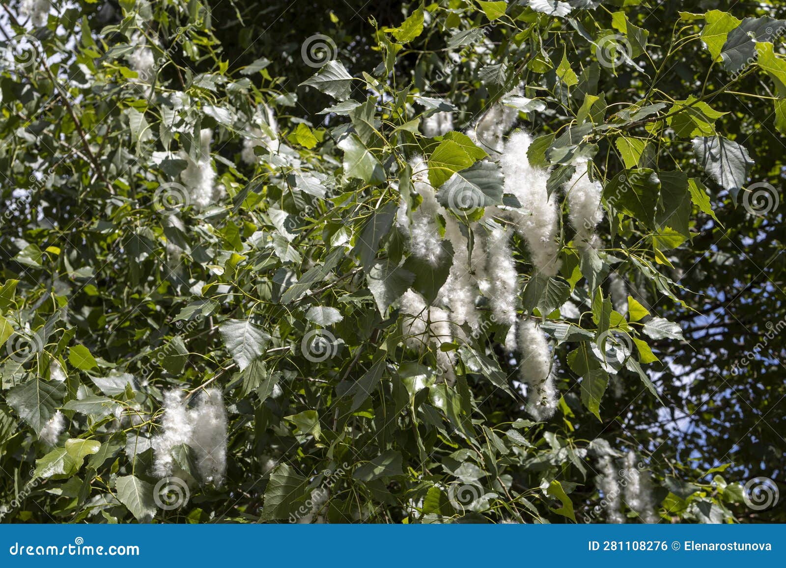 Poplar Fluff on Tree in June Stock Photo - Image of garden, summer ...