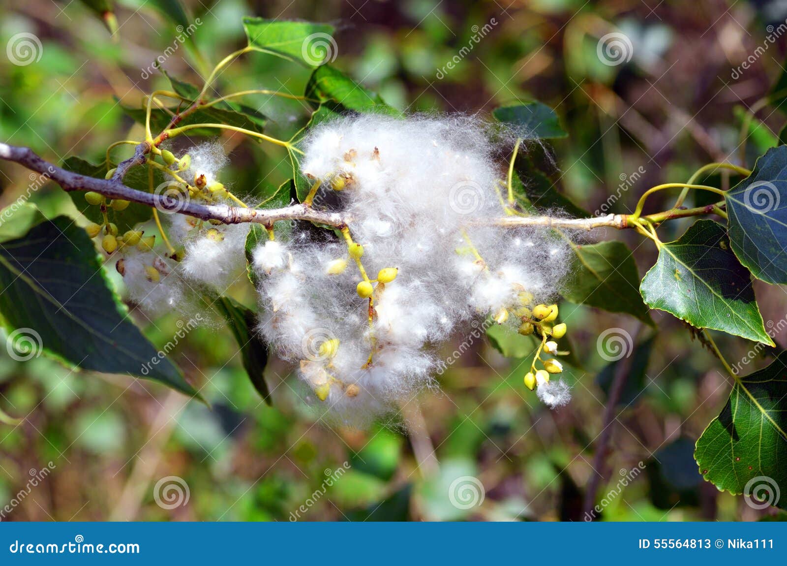 Poplar Fluff in the Twig among Leaves Stock Image - Image of ...