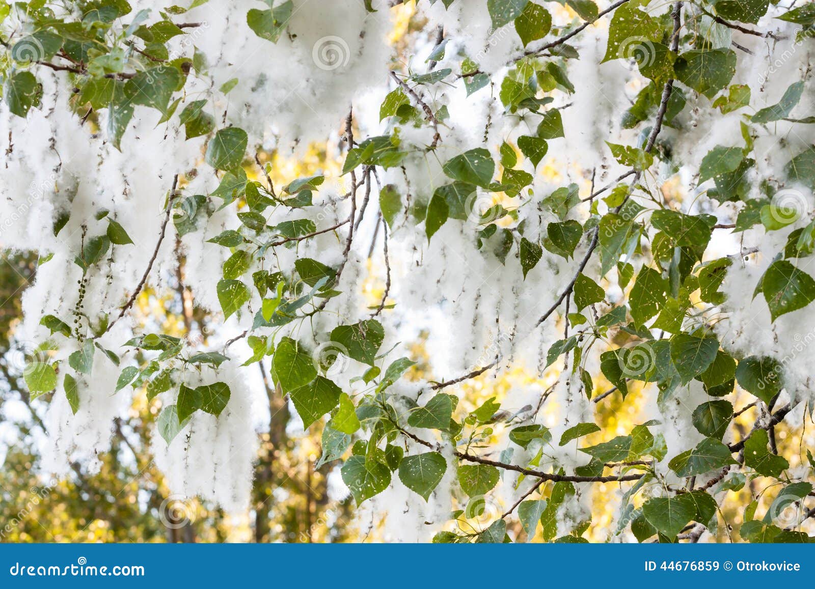 Poplar fluff stock image. Image of flora, phenomenon - 44676859
