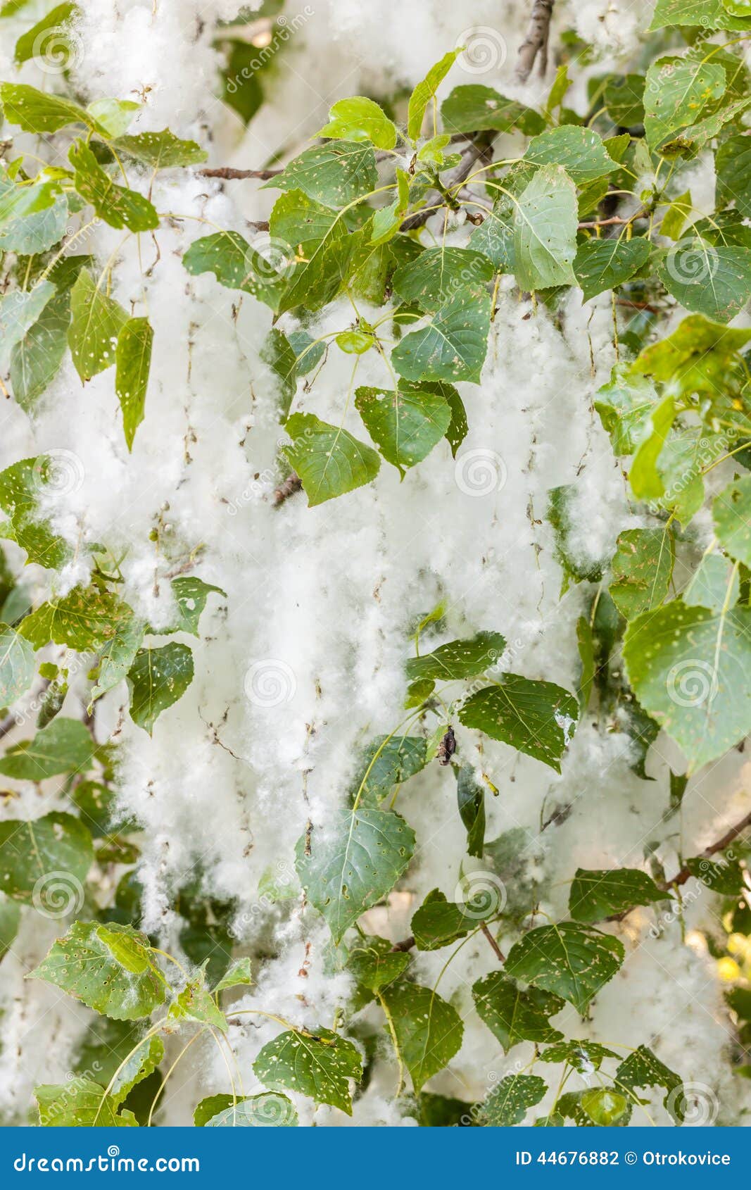 Poplar fluff stock photo. Image of reproduction, branch - 44676882