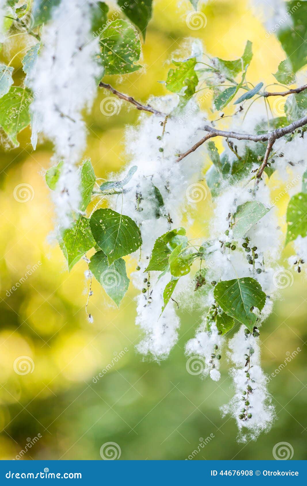 Poplar fluff stock photo. Image of blossom, allergy, dissemination ...