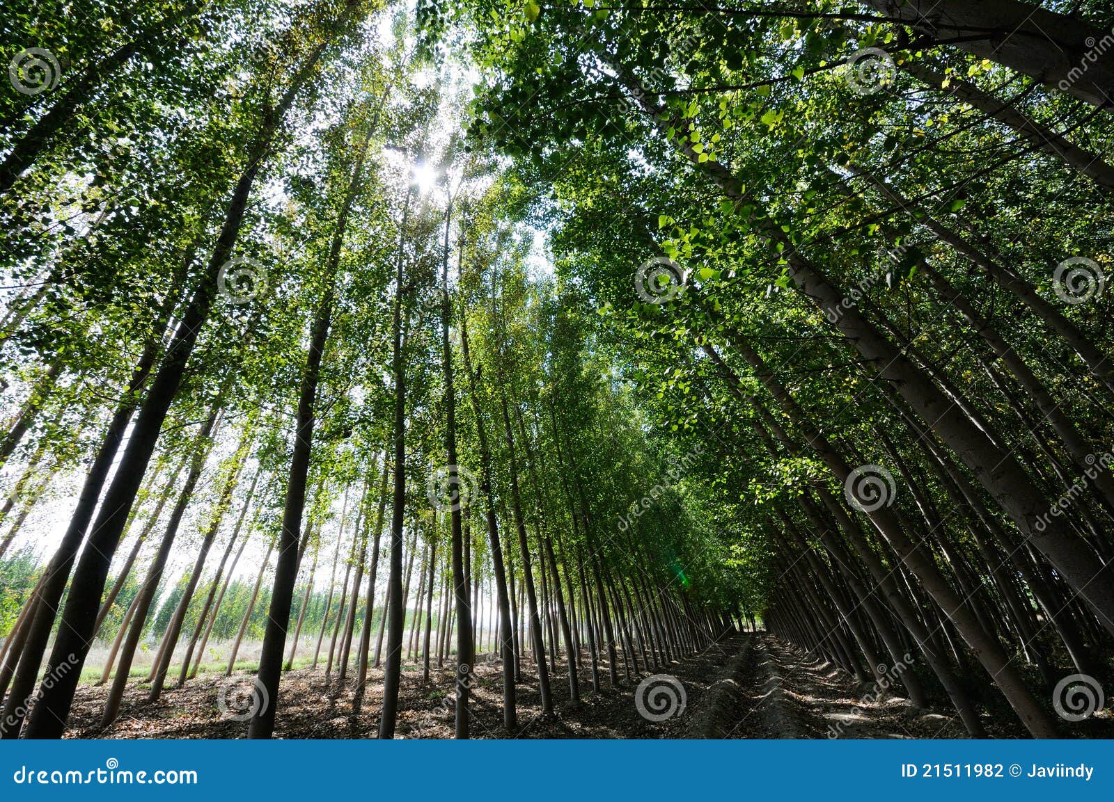 Poplar Forest stock photo. Image of wood, colors, autumn - 21511982