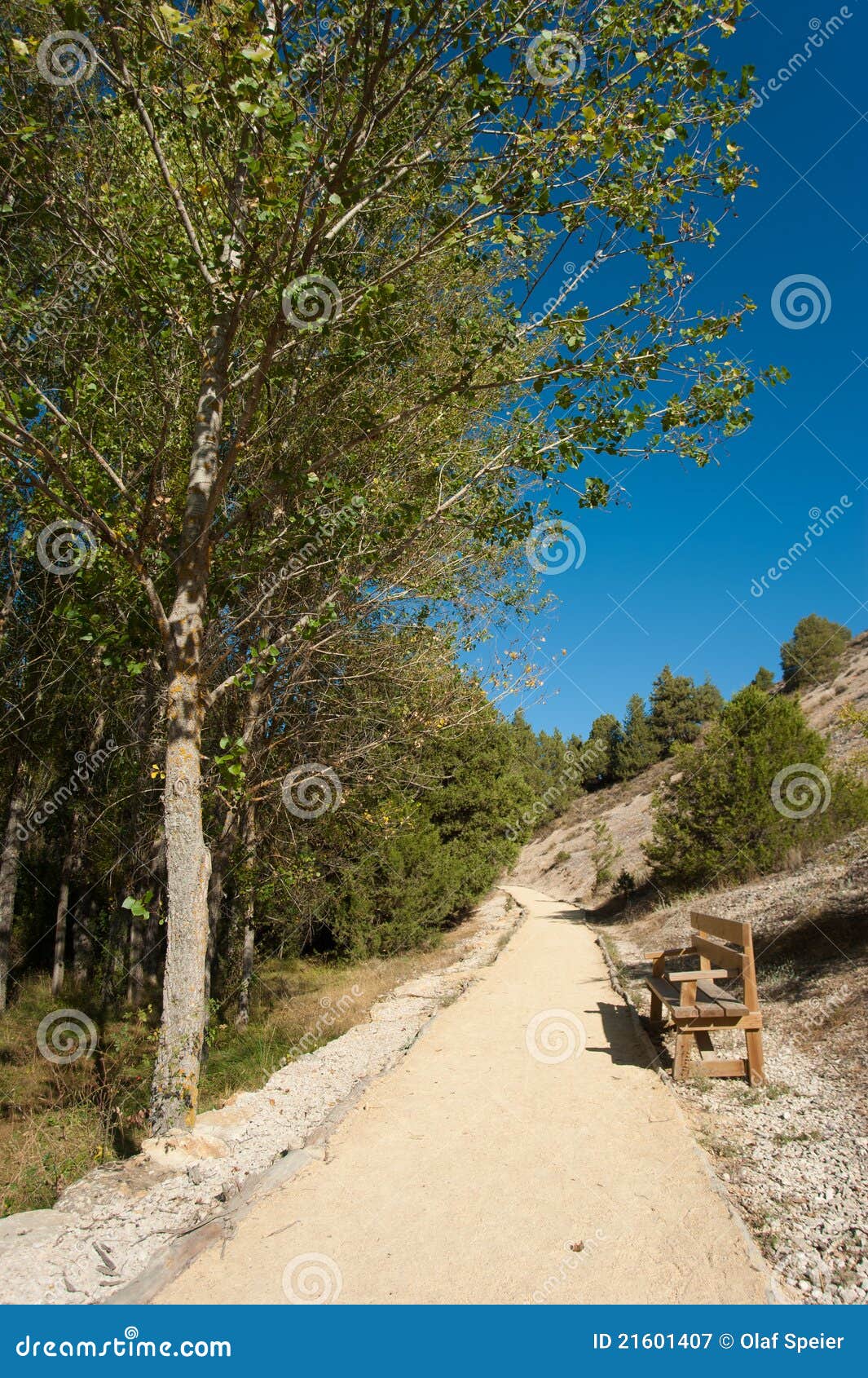 Poplar forest stock image. Image of wood, path, hiking - 21601407