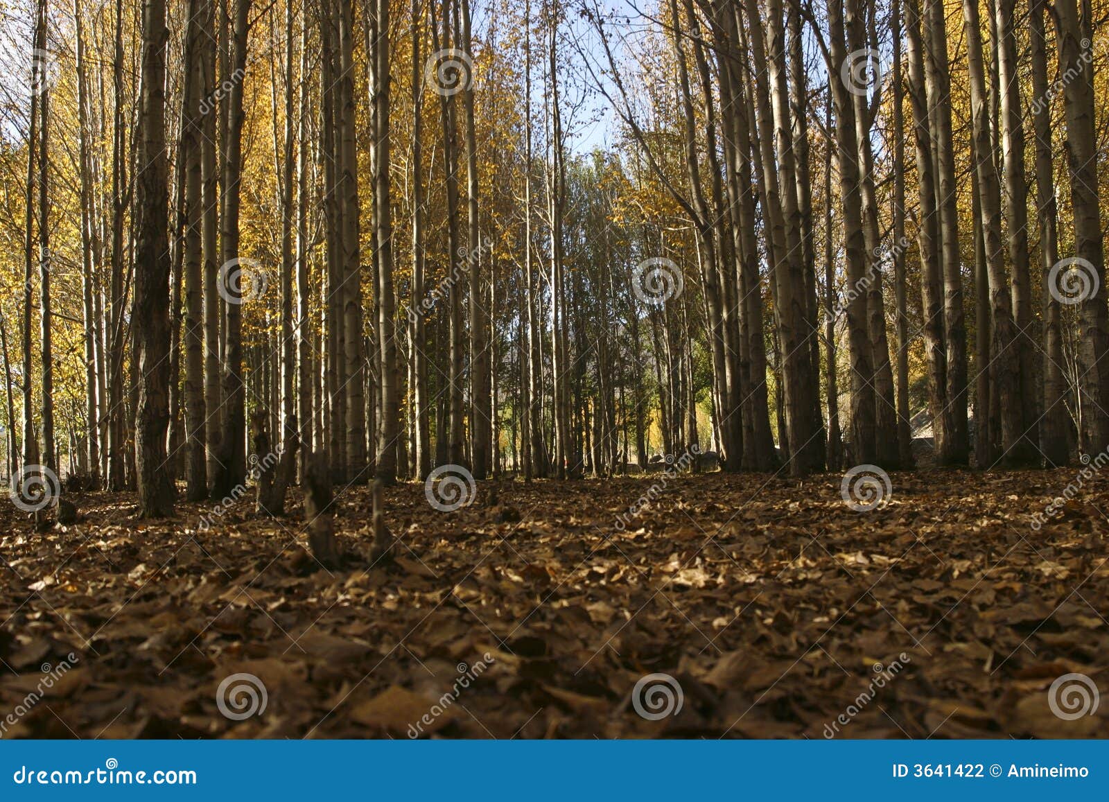 Poplar Forest stock photo. Image of footpath, leaves, heath - 3641422
