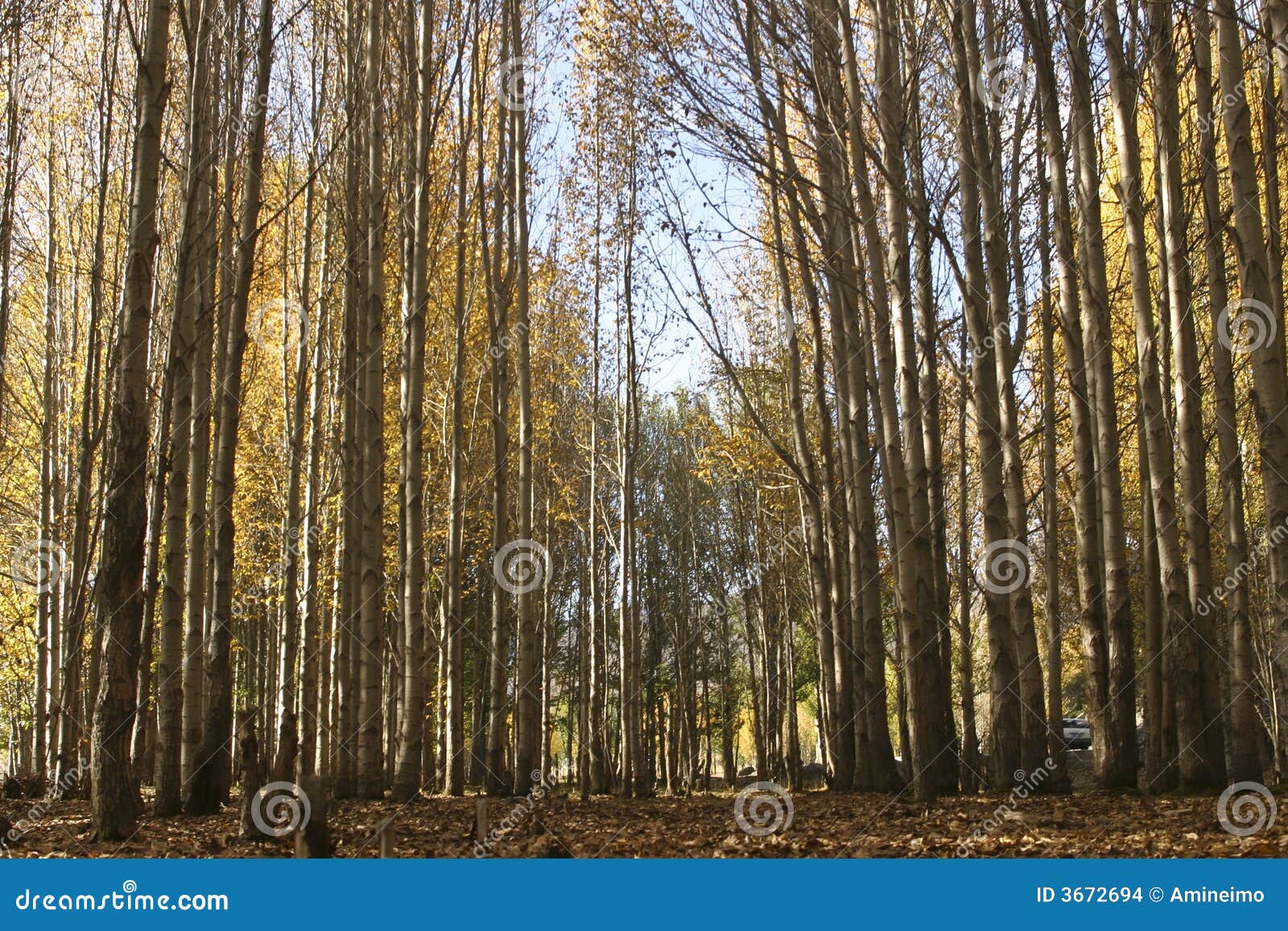 Poplar Forest stock photo. Image of footpath, autumn, scenic - 3672694