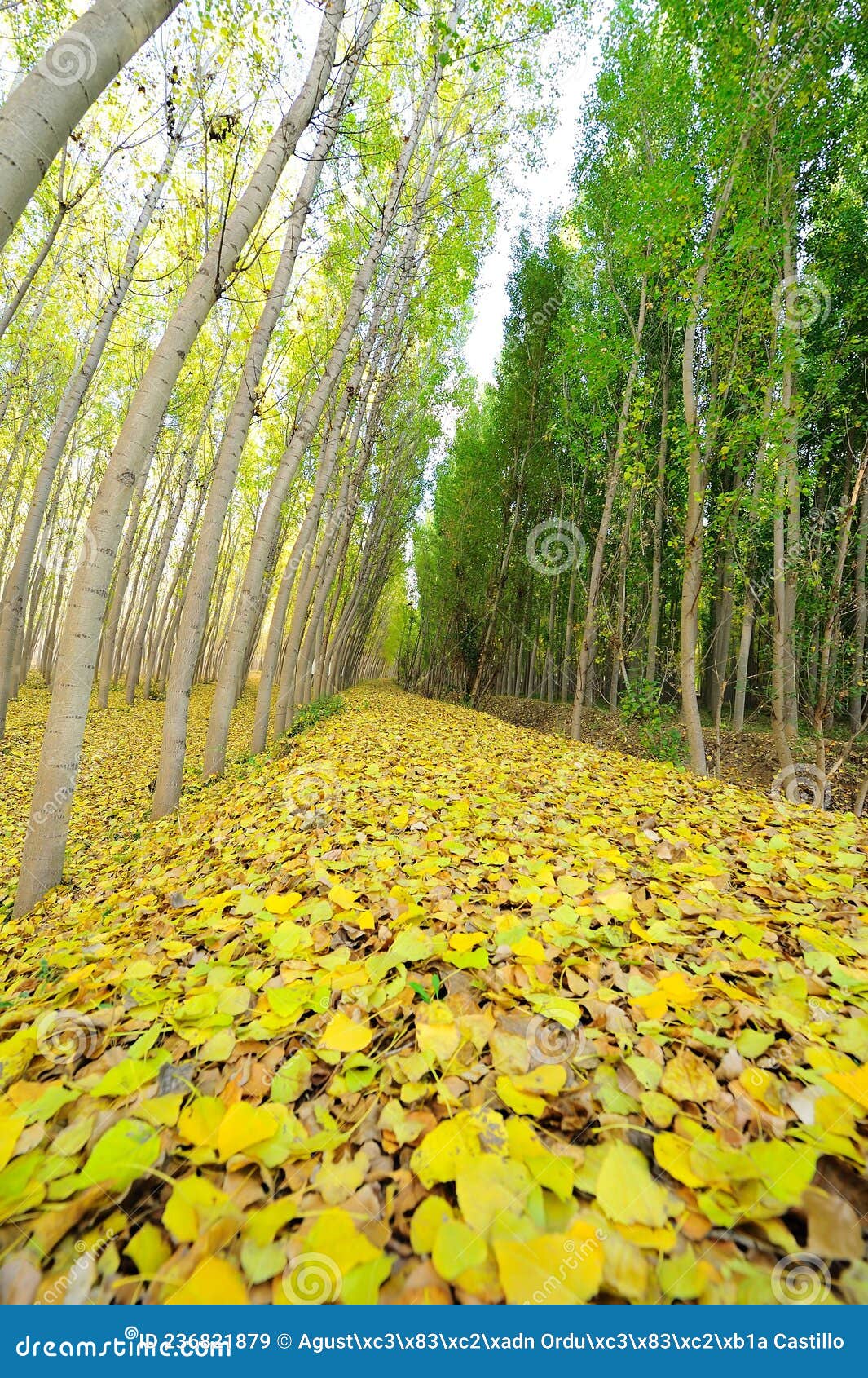 Poplar Forest in Alameda in the Fardes River Valley Stock Image - Image ...