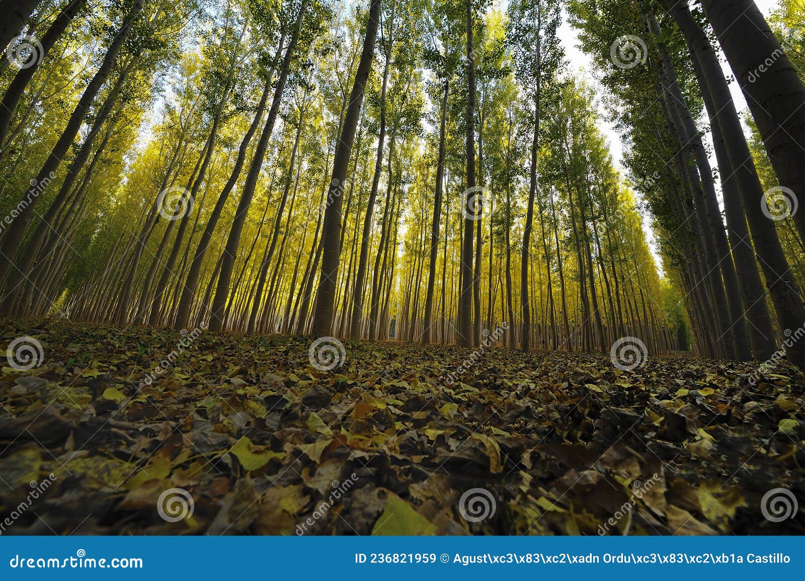 Poplar Forest in Alameda in the Fardes River Valley Stock Image - Image ...