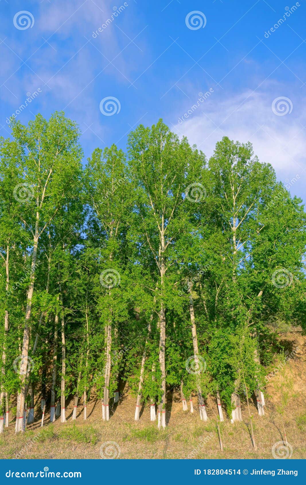 Poplar forest stock photo. Image of early, scenery, woodsy - 182804514
