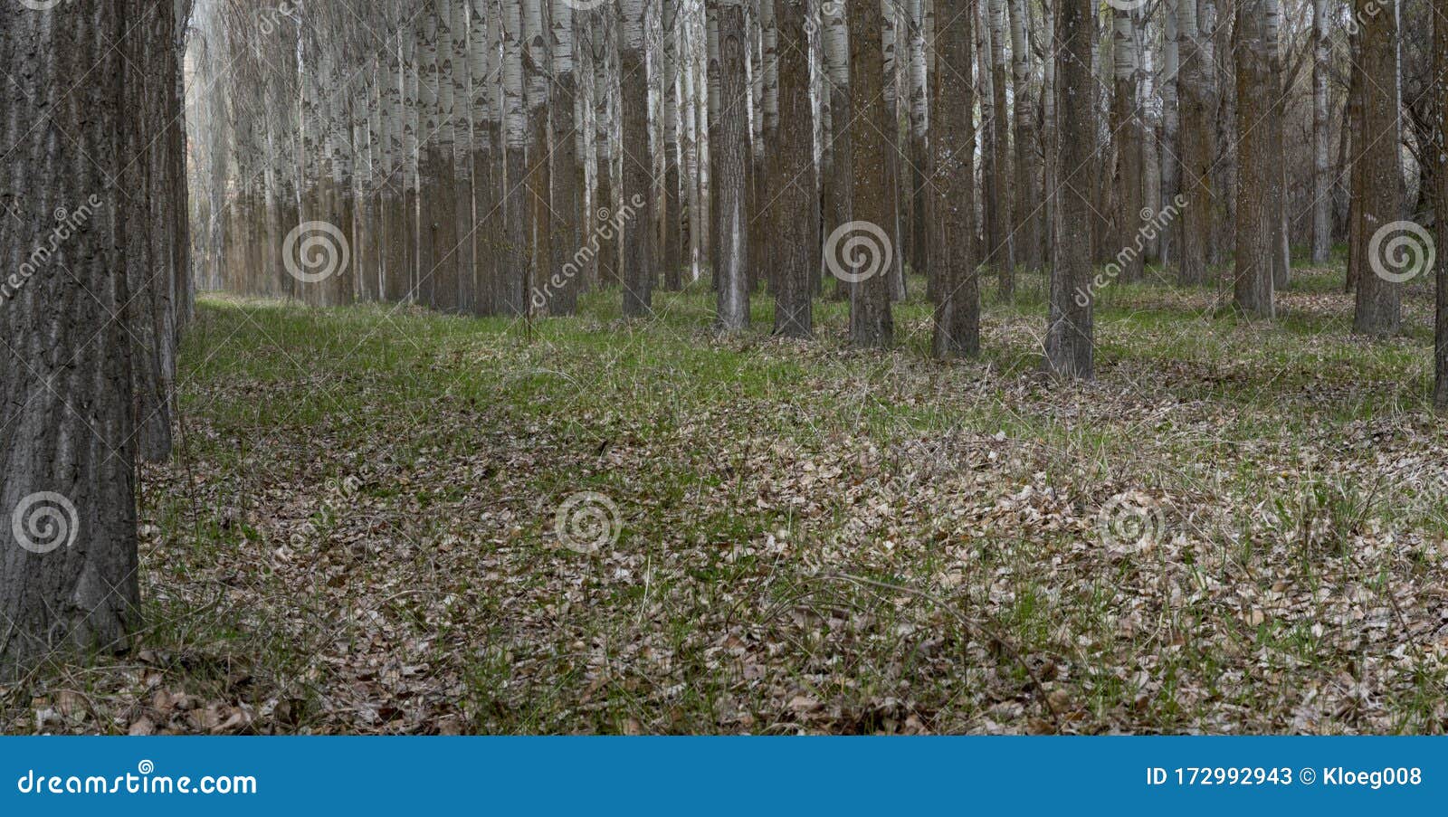 Poplar Forest stock image. Image of landscape, ecology - 172992943