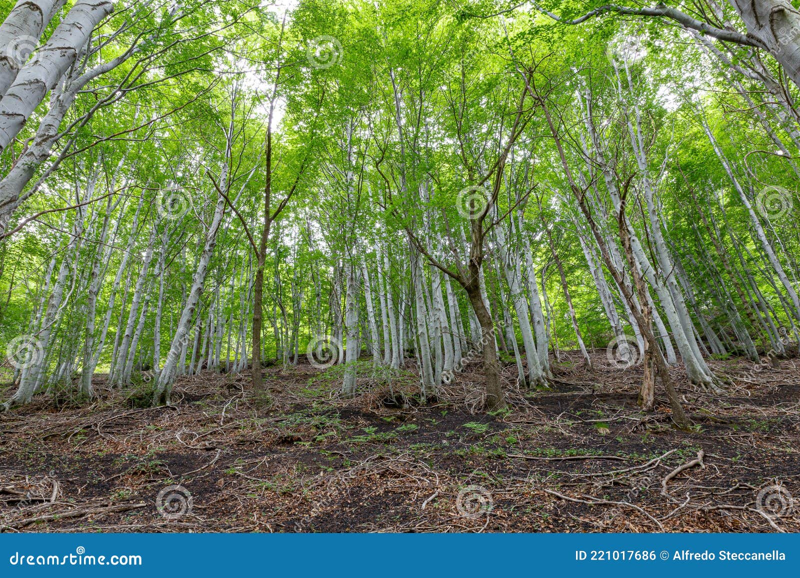 Poplar forest stock photo. Image of forest, scene, meadow - 221017686