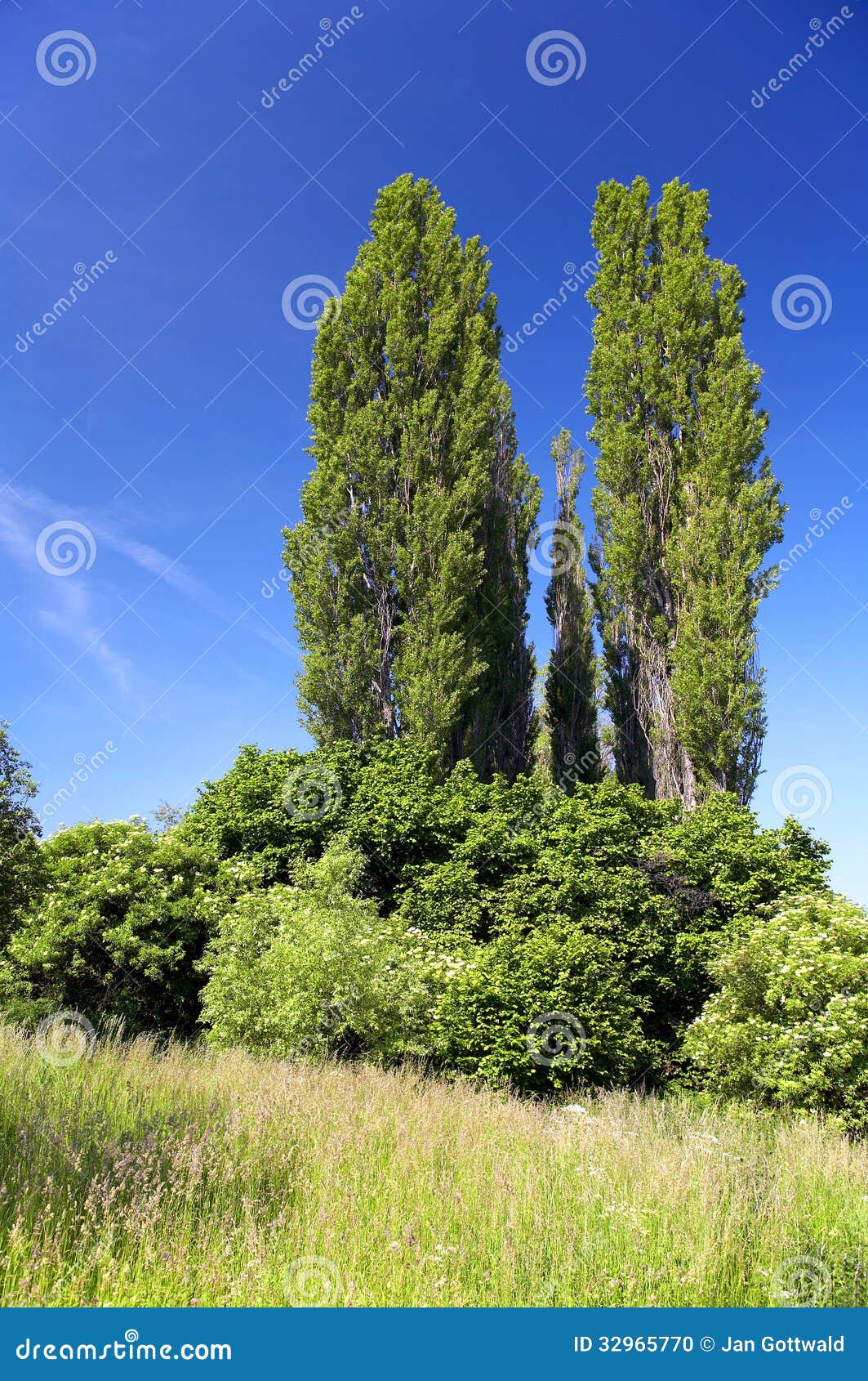 Poplar stock photo. Image of plant, cloud, sunny, tree - 32965770