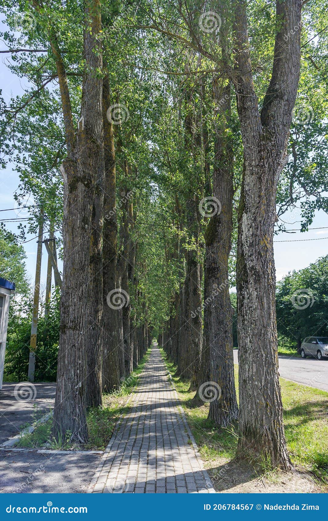 Poplar Grove, an Alley Along the Sidewalk, a Pedestrian Path Lined with ...