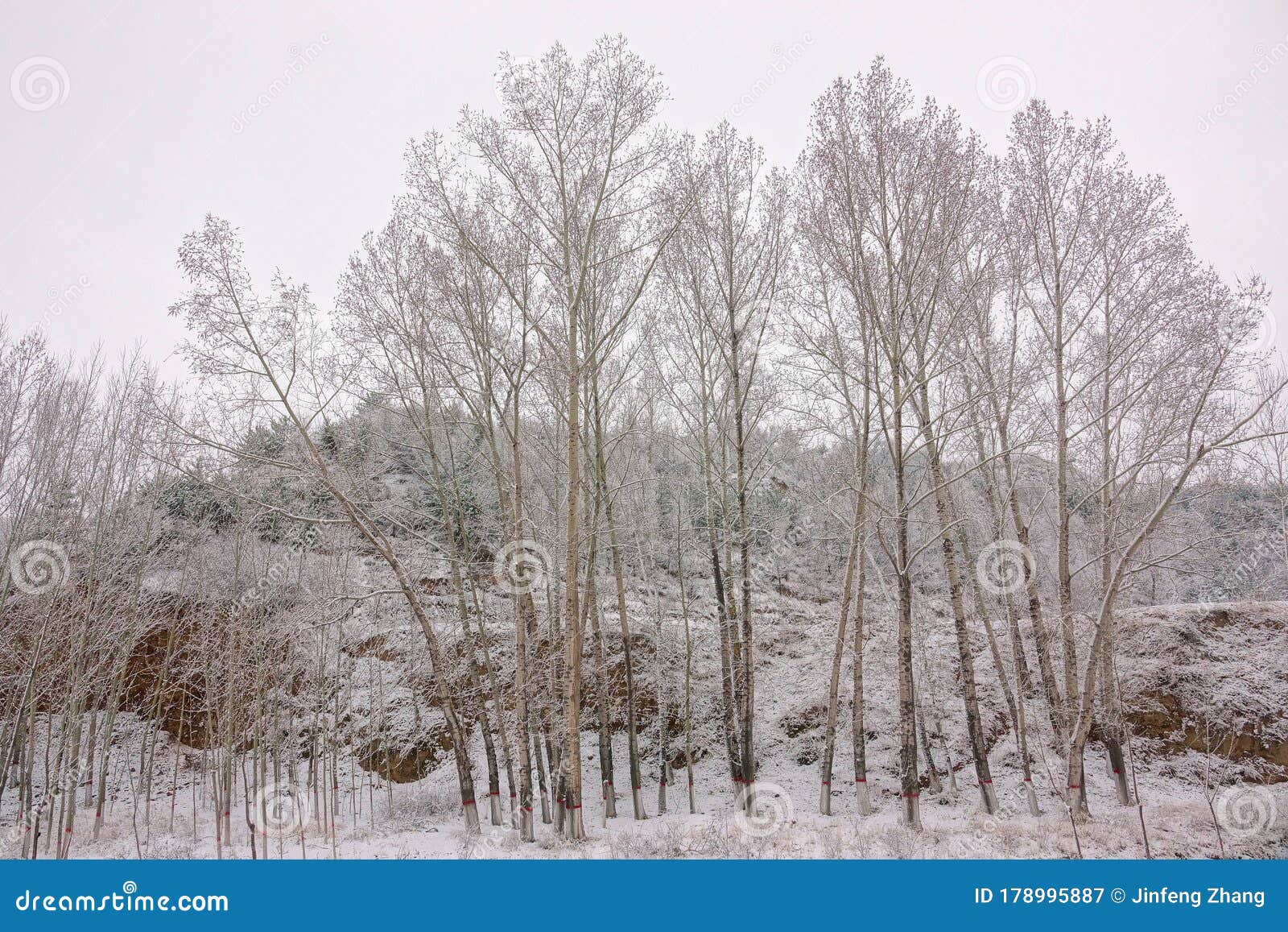 Poplar Grove in Early Spring Stock Image - Image of natural, snow ...