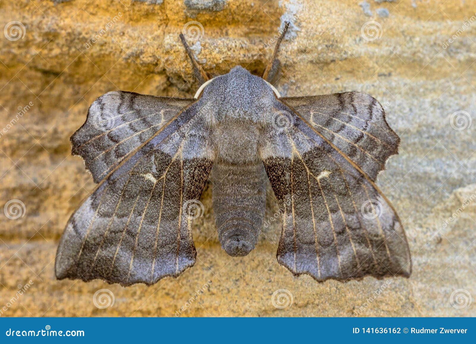 Poplar hawk moth butterfly stock photo. Image of environment - 141636162