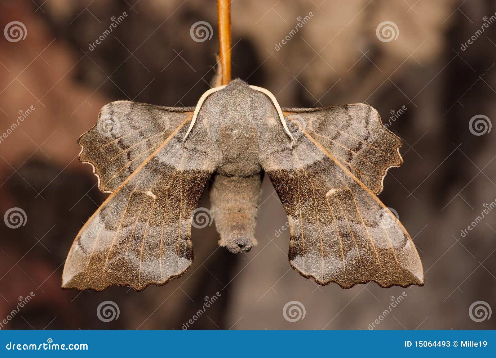 Poplar Hawk-moths Mating Royalty-Free Stock Image | CartoonDealer.com ...
