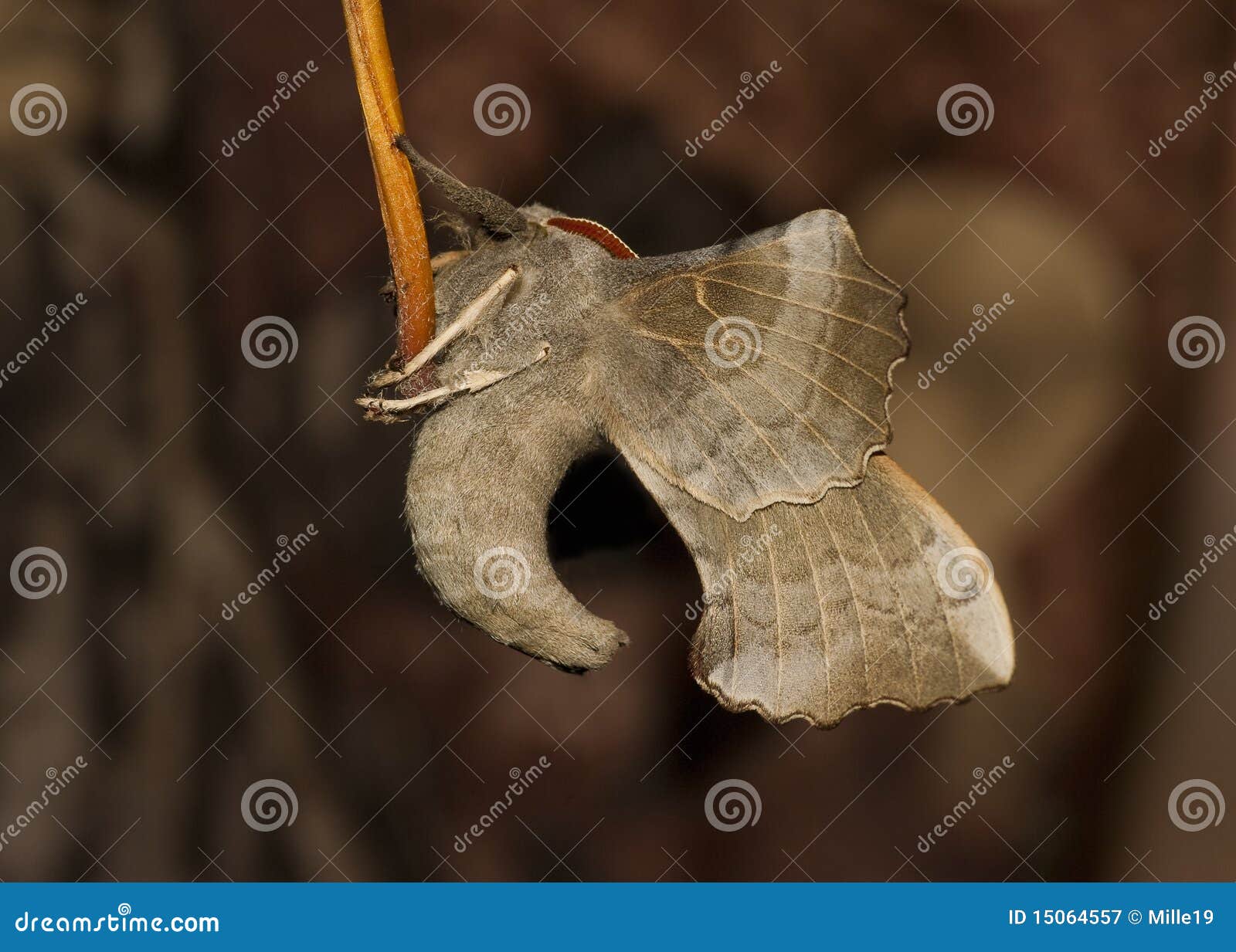 Poplar Hawk-moth Close-up of Underside Stock Image - Image of ...